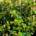 Syzygium Australe Select Form - Teven Valley PlantsTeven Valley Plants